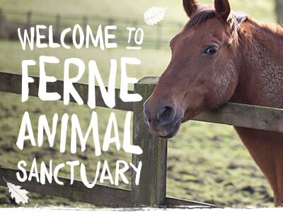 Ferne Animal Sanctuary