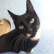 Ferne Animal Sanctuary | Animal categories cats