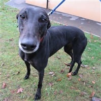 Ferne Animal Sanctuary | Animal categories dogs