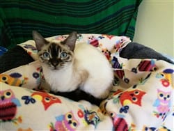 Ferne Animal Sanctuary | Animal categories cats