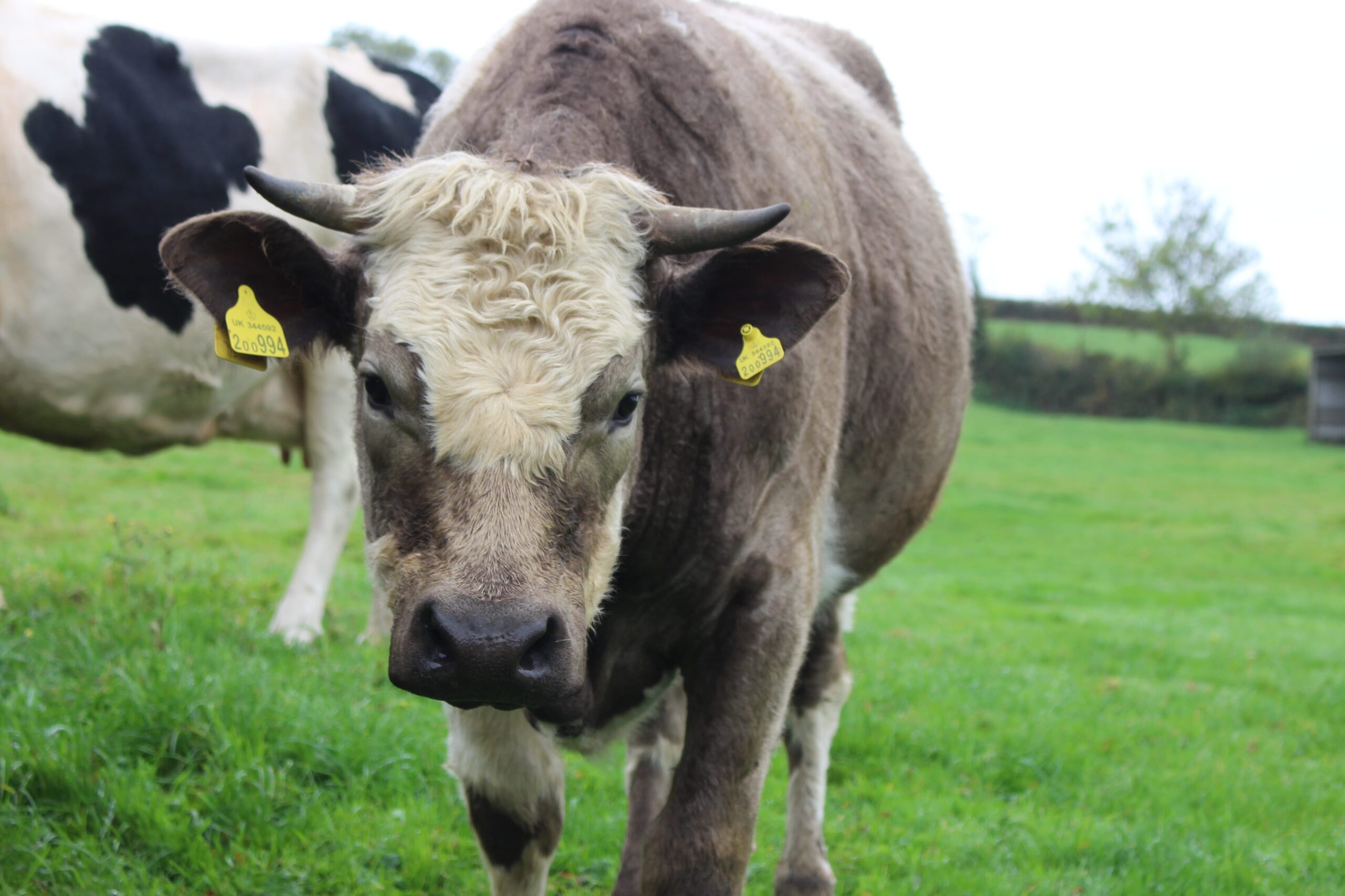 Sponsorship Animals Archive | Ferne Animal Sanctuary