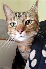 Ferne Animal Sanctuary | Animal categories cats