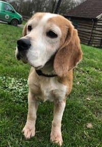 Ferne Animal Sanctuary | Animal categories dogs