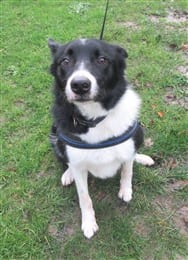 Ferne Animal Sanctuary | Animal categories dogs