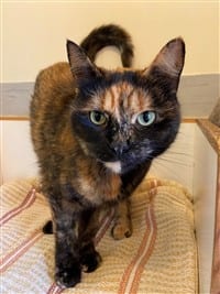 Ferne Animal Sanctuary | Animal categories cats