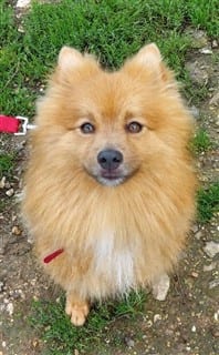 Ferne Animal Sanctuary | Animal categories dogs