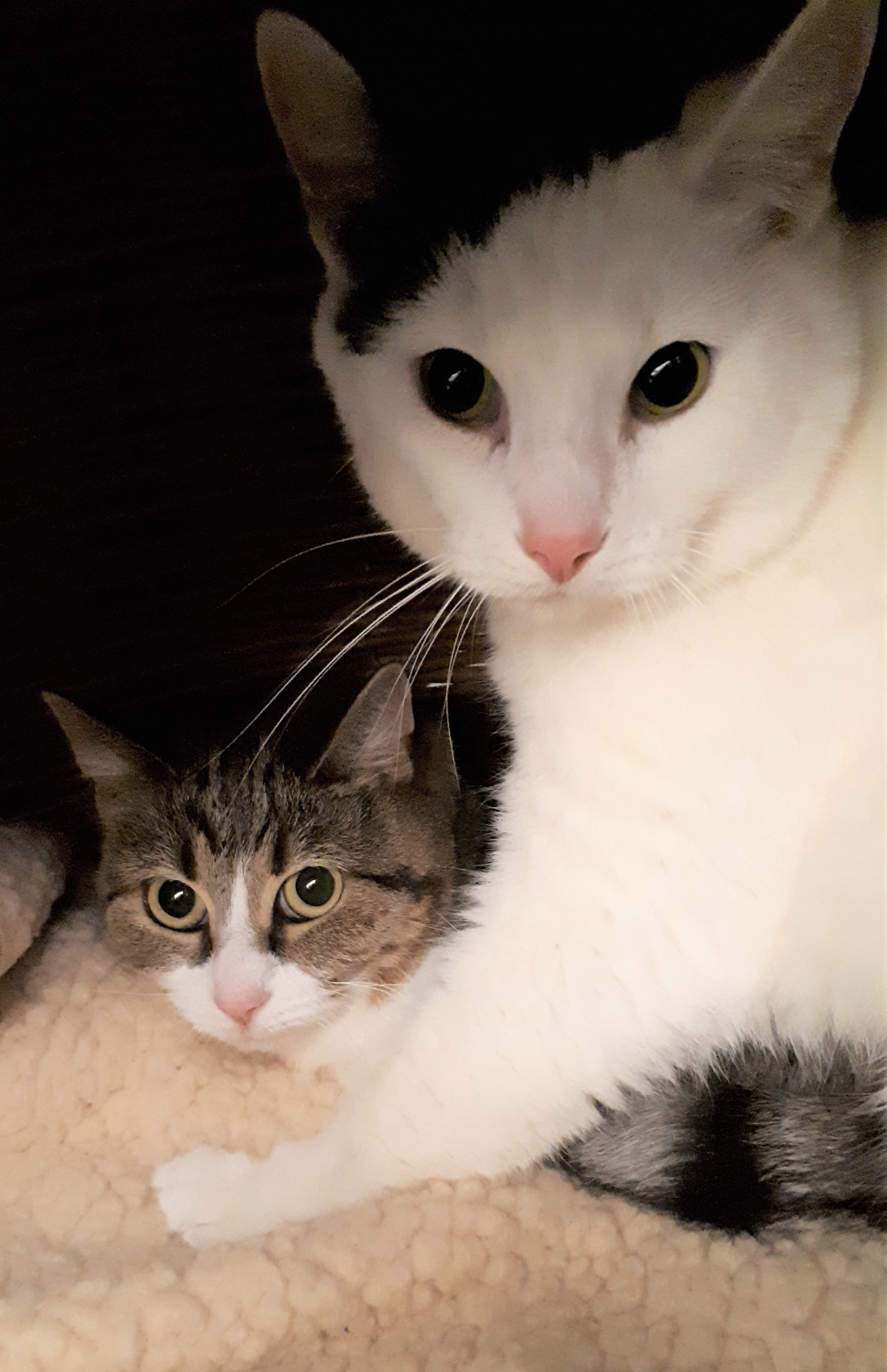 Rehome cats | Ferne Animal Sanctuary