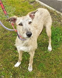 dogs | Ferne Animal Sanctuary