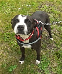 dogs | Ferne Animal Sanctuary