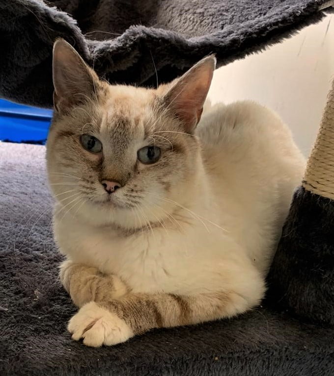 cats | Ferne Animal Sanctuary