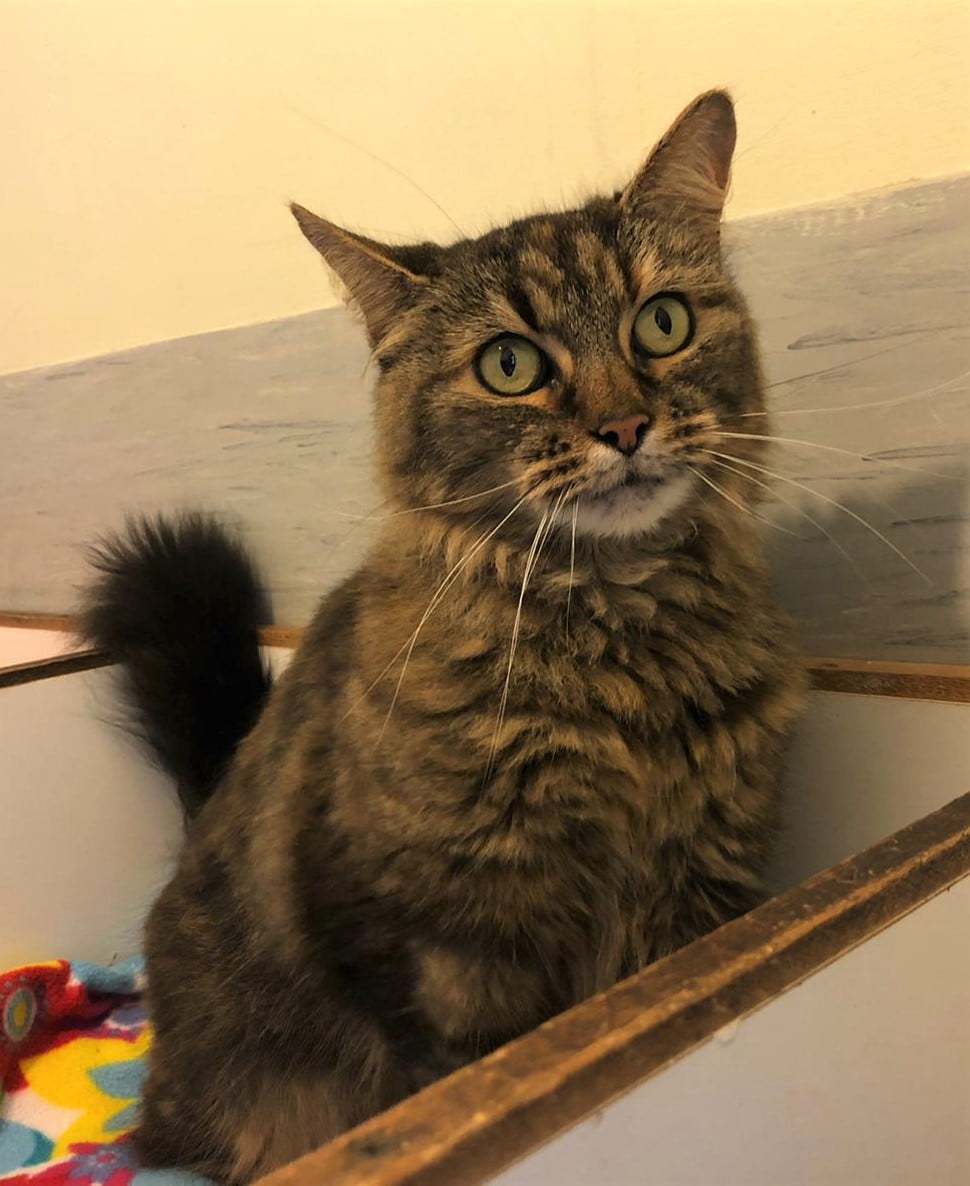 cats | Ferne Animal Sanctuary