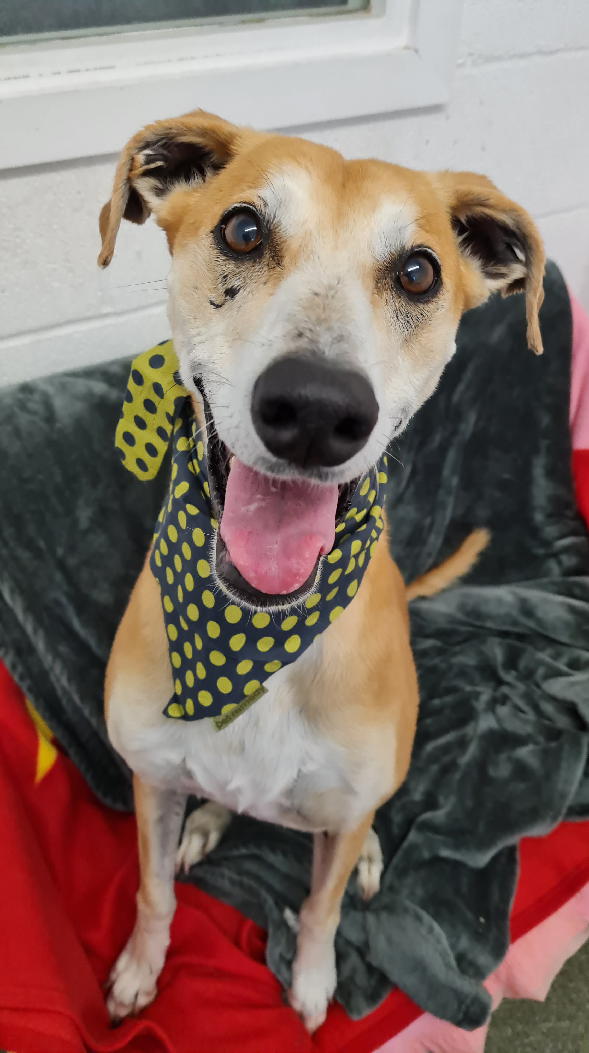 dogs | Ferne Animal Sanctuary