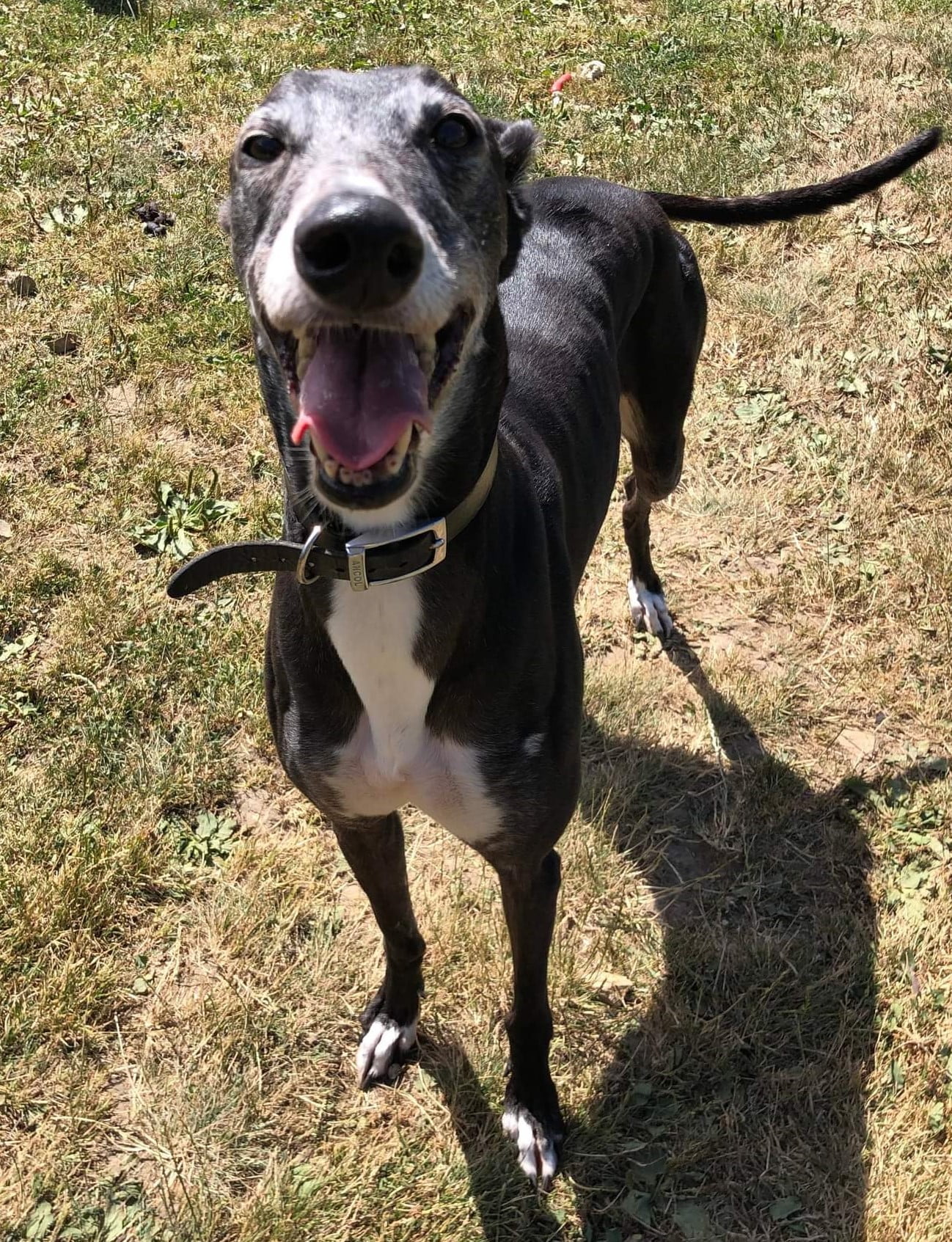 dogs | Ferne Animal Sanctuary