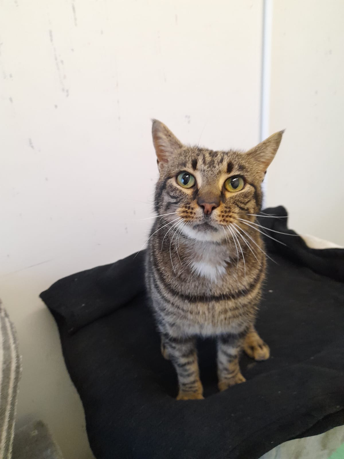 Animals | Ferne Animal Sanctuary