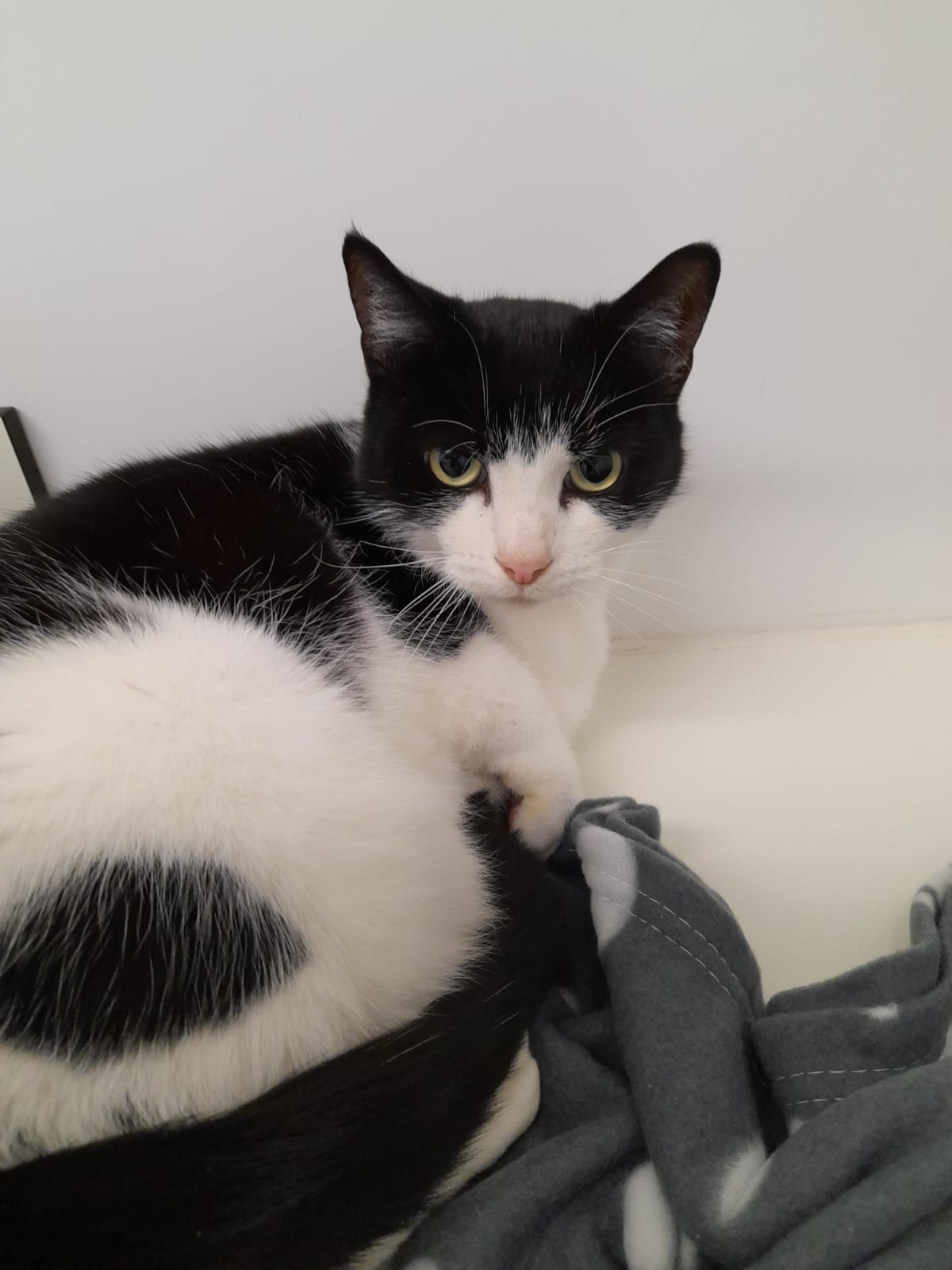 cats | Ferne Animal Sanctuary