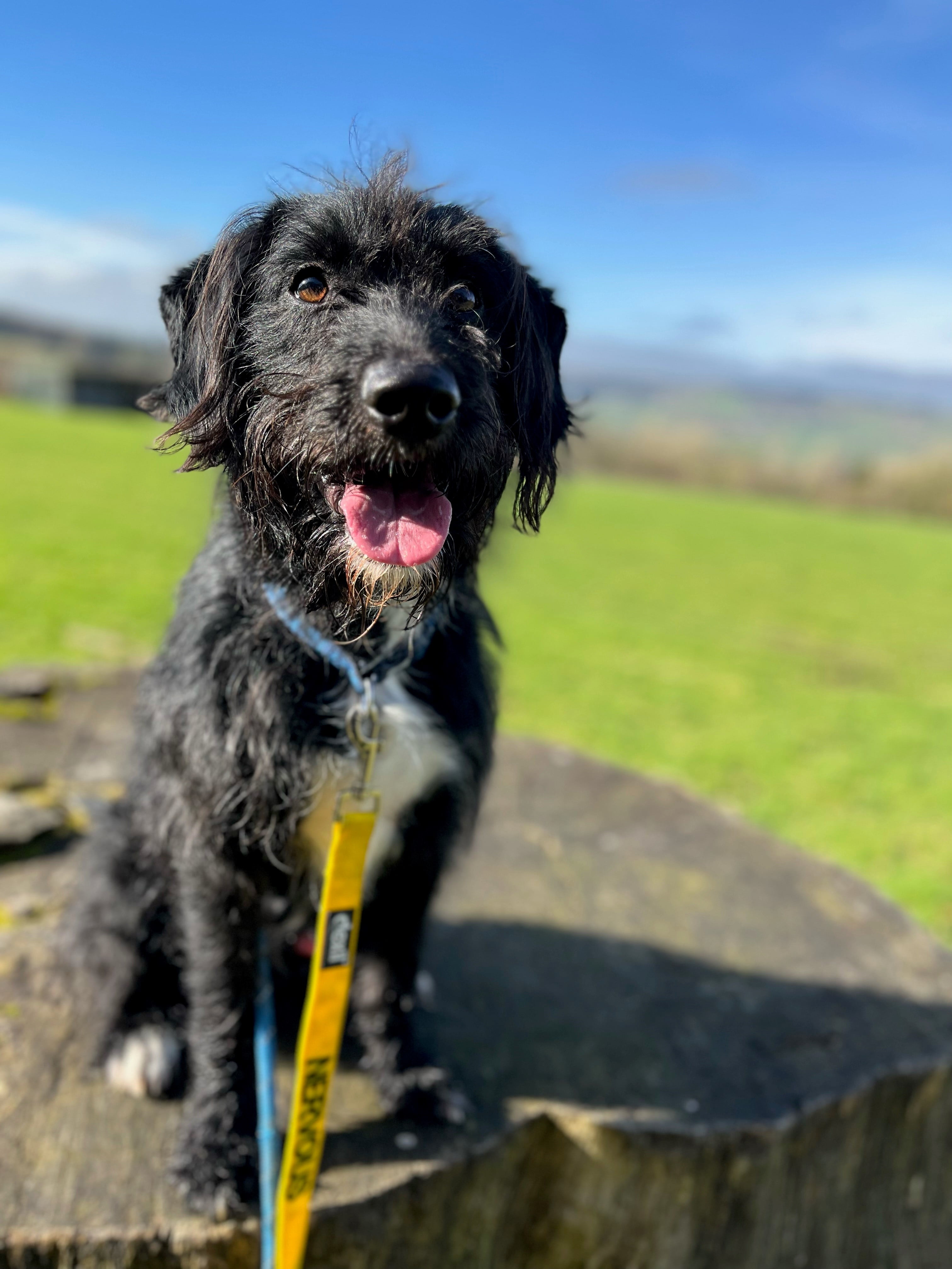 dogs | Ferne Animal Sanctuary