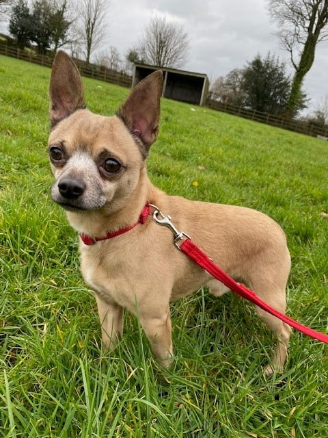 dogs | Ferne Animal Sanctuary