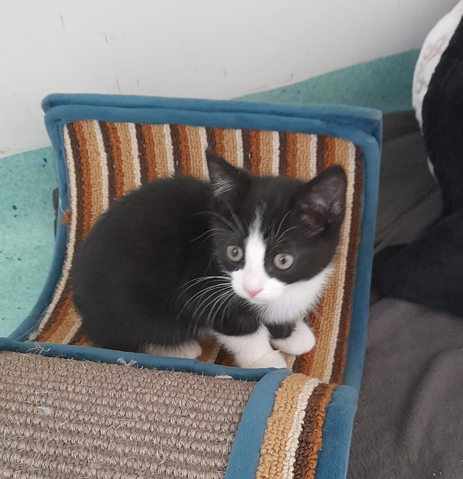 Animals | Ferne Animal Sanctuary