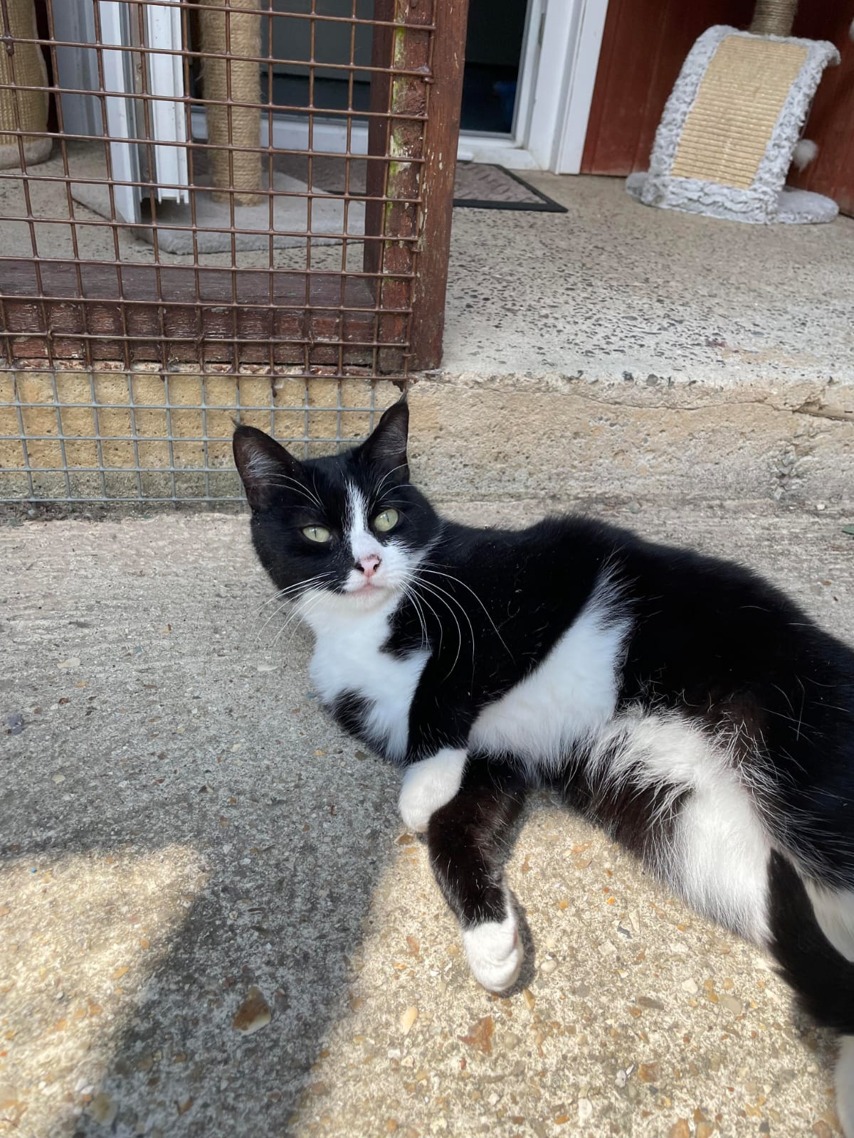 Rehome cats | Ferne Animal Sanctuary