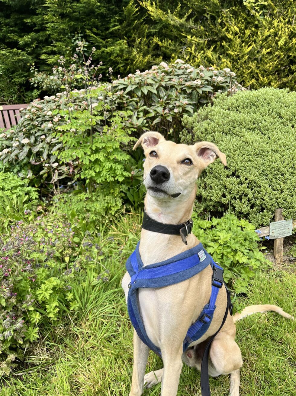 Rehome dogs | Ferne Animal Sanctuary