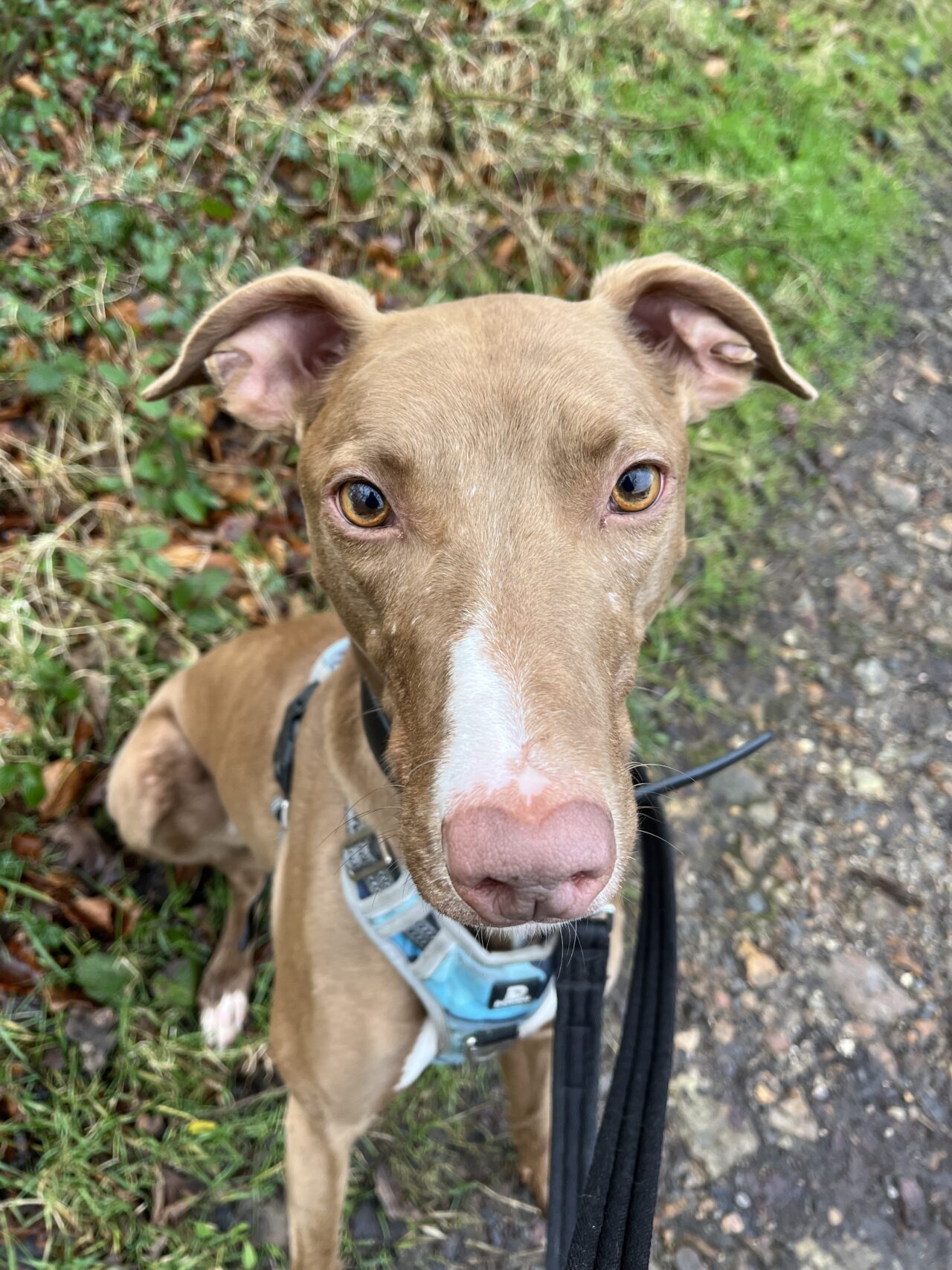 Rehome dogs | Ferne Animal Sanctuary