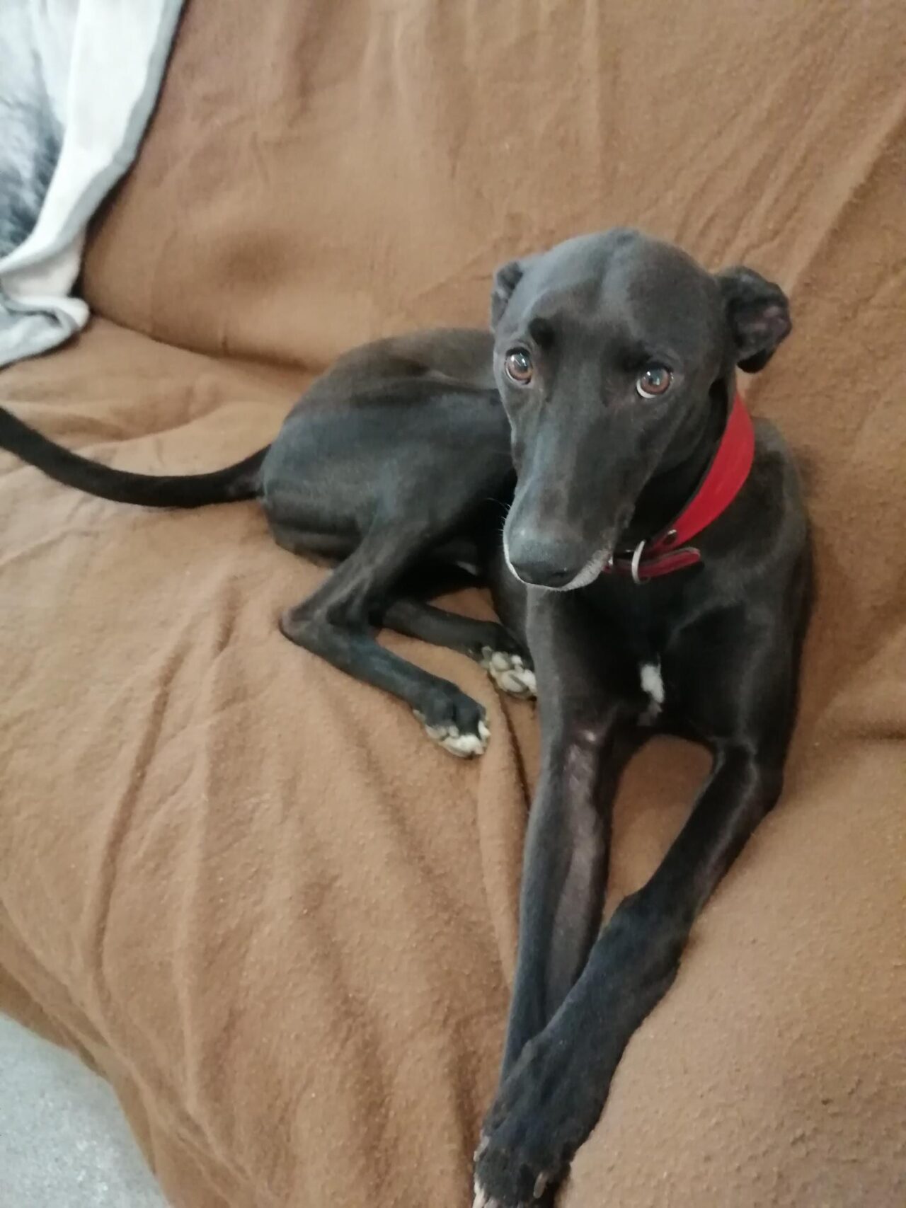 Rehome dogs | Ferne Animal Sanctuary
