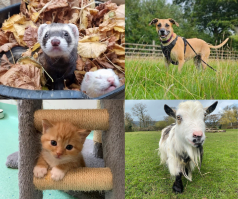Weekly Lottery! | Ferne Animal Sanctuary
