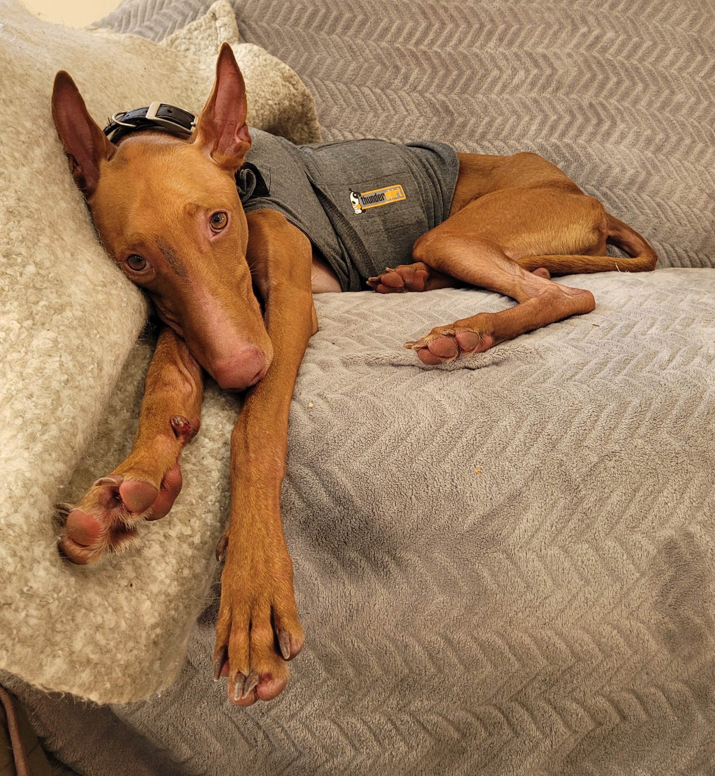 Rehome dogs | Ferne Animal Sanctuary