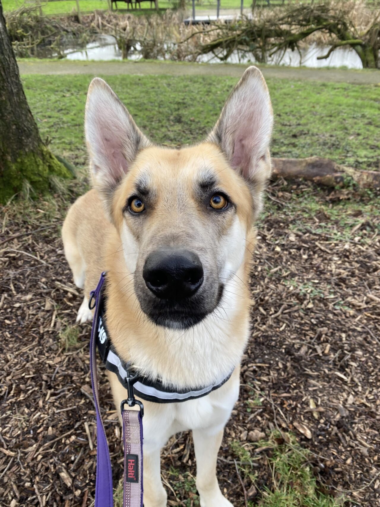 Rehome dogs | Ferne Animal Sanctuary