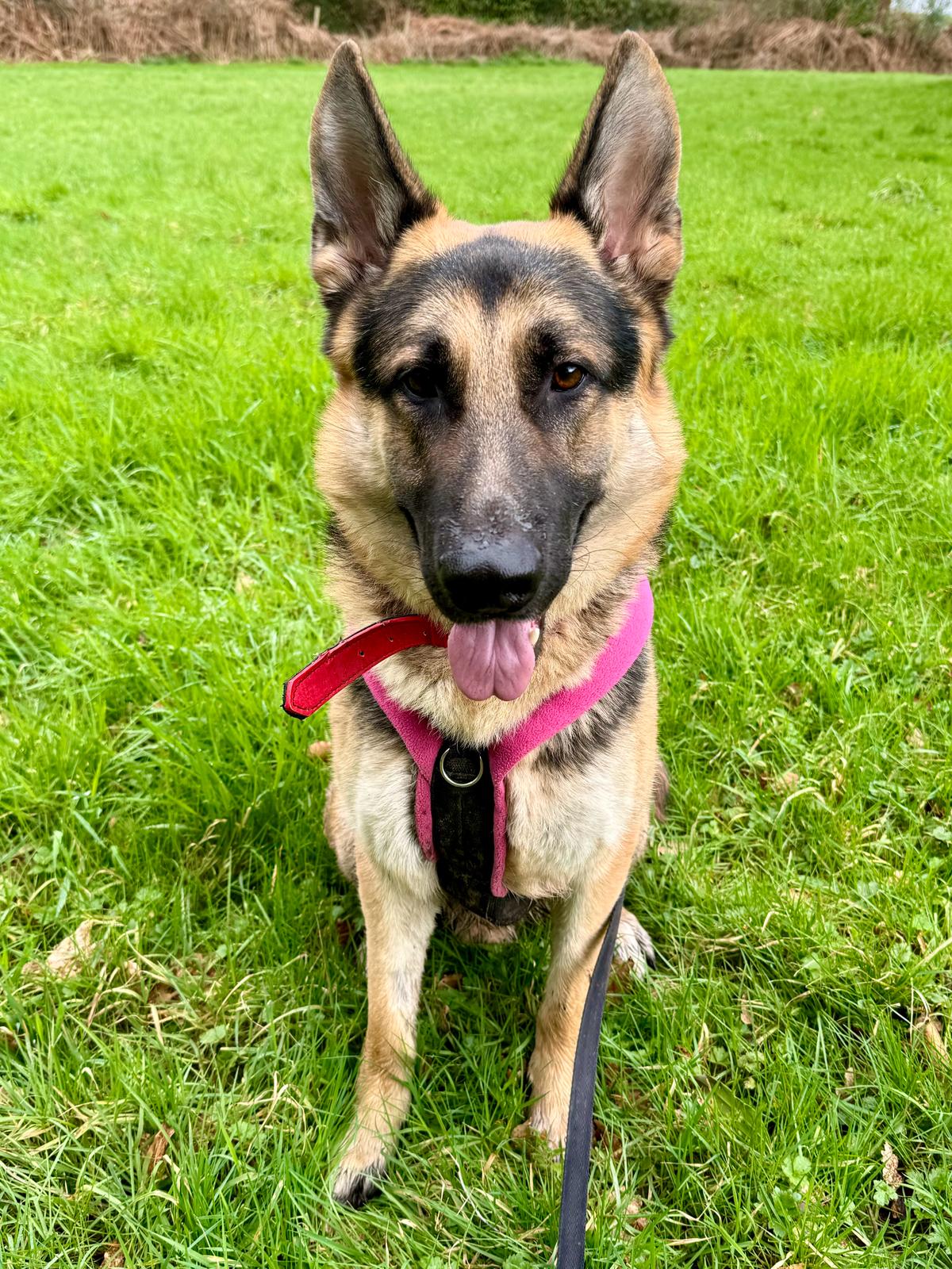 Rehome dogs | Ferne Animal Sanctuary