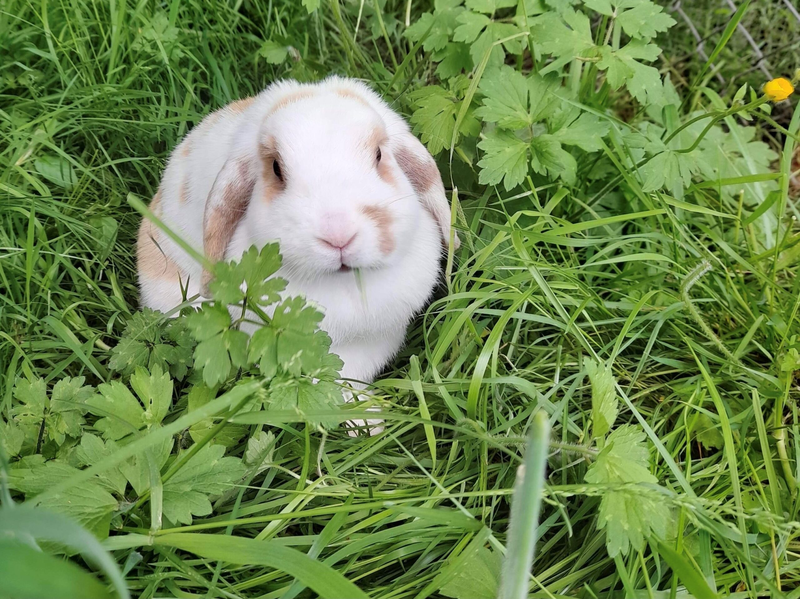 Small Animals | Ferne Animal Sanctuary