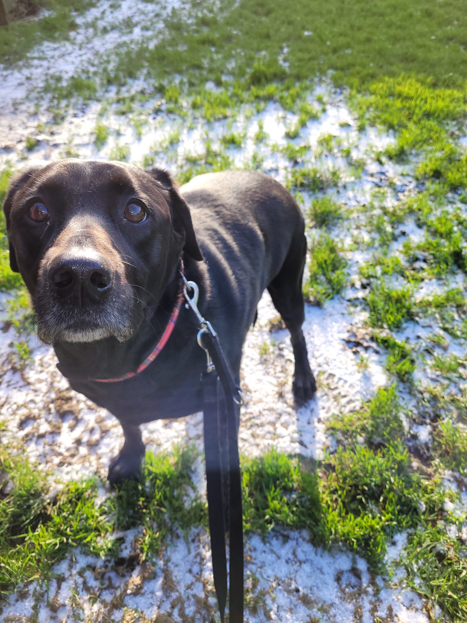 Rehome dogs | Ferne Animal Sanctuary