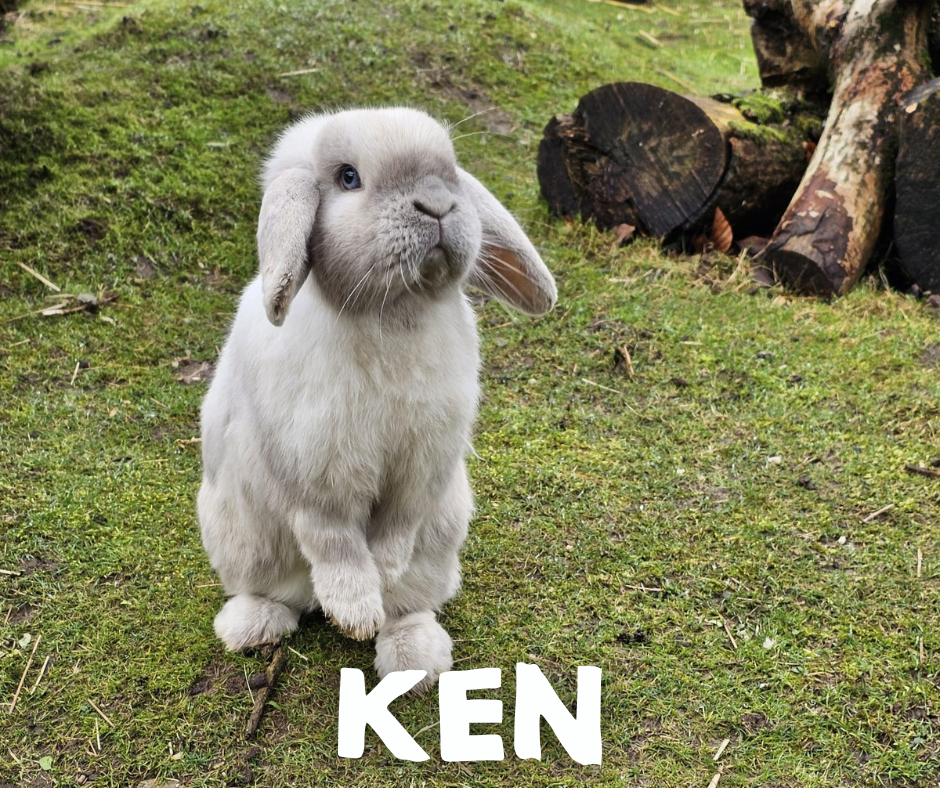 Sponsor an Animal | Ferne Animal Sanctuary