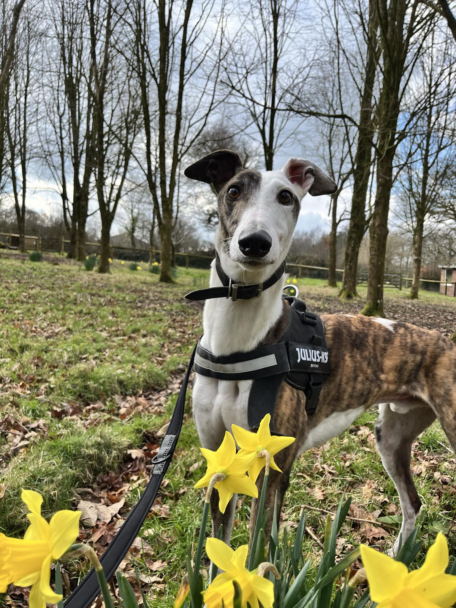 Rehome dogs | Ferne Animal Sanctuary