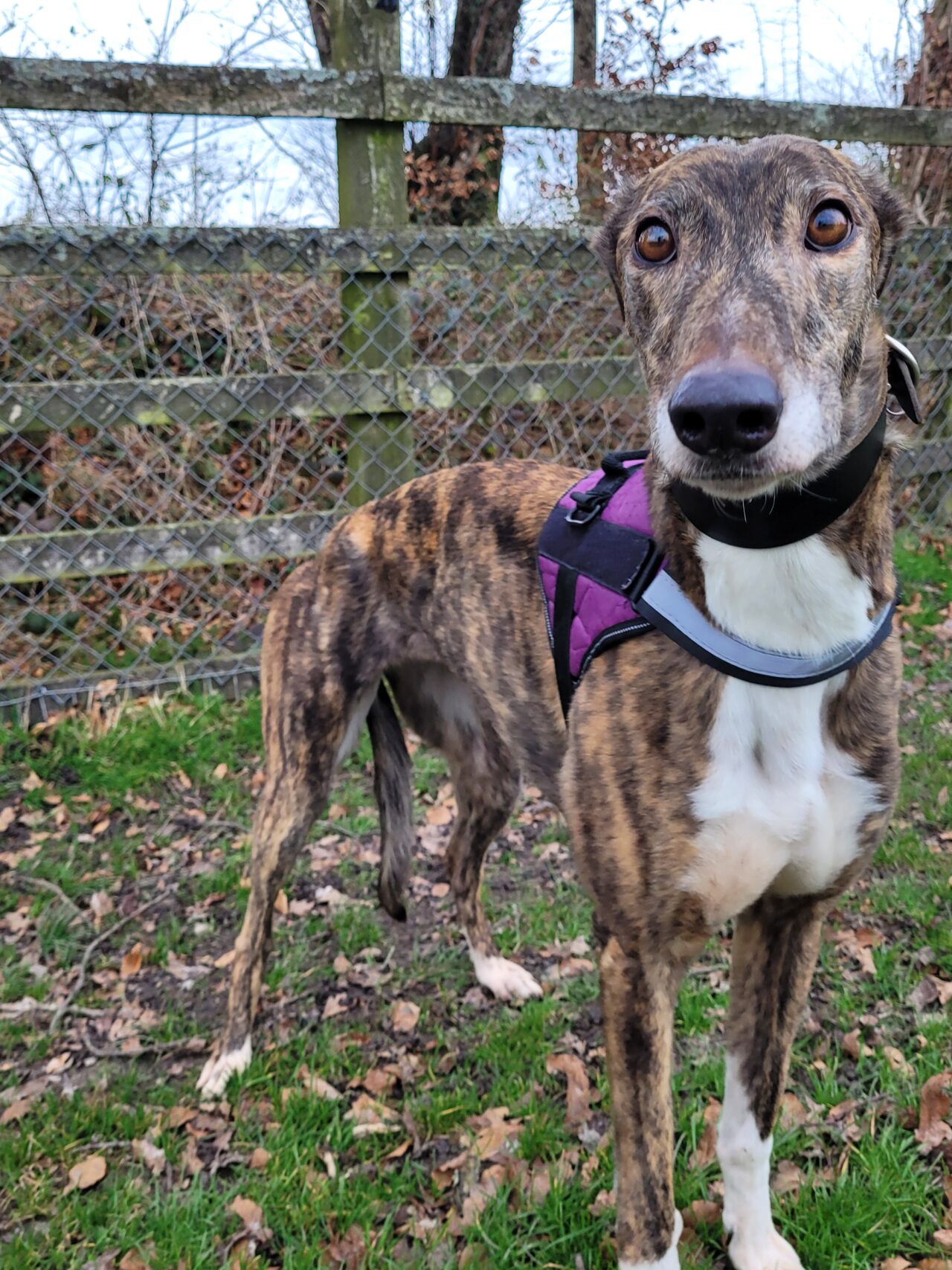 Rehome dogs | Ferne Animal Sanctuary