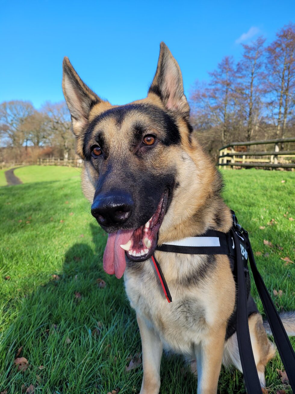 Rehome dogs | Ferne Animal Sanctuary