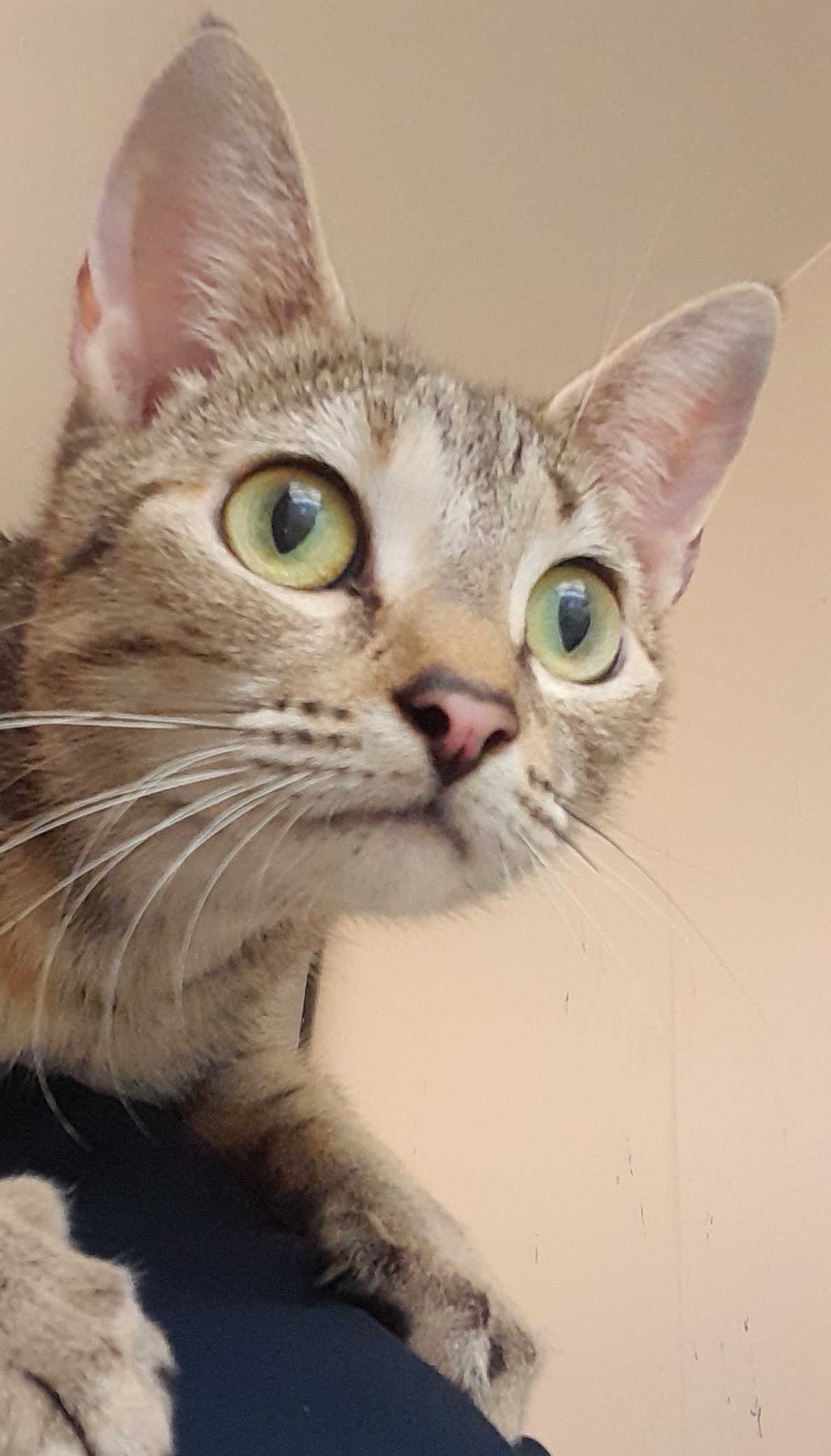 Rehome cats | Ferne Animal Sanctuary