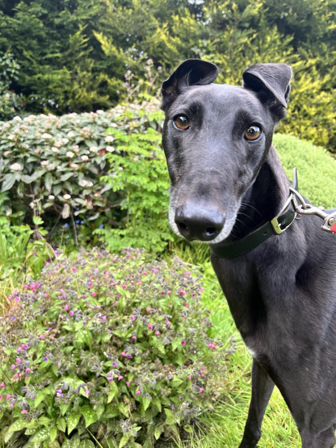 Rehome dogs | Ferne Animal Sanctuary