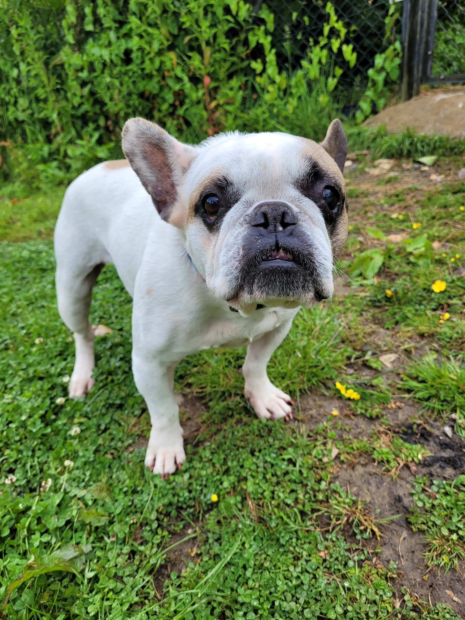 Rehome dogs | Ferne Animal Sanctuary