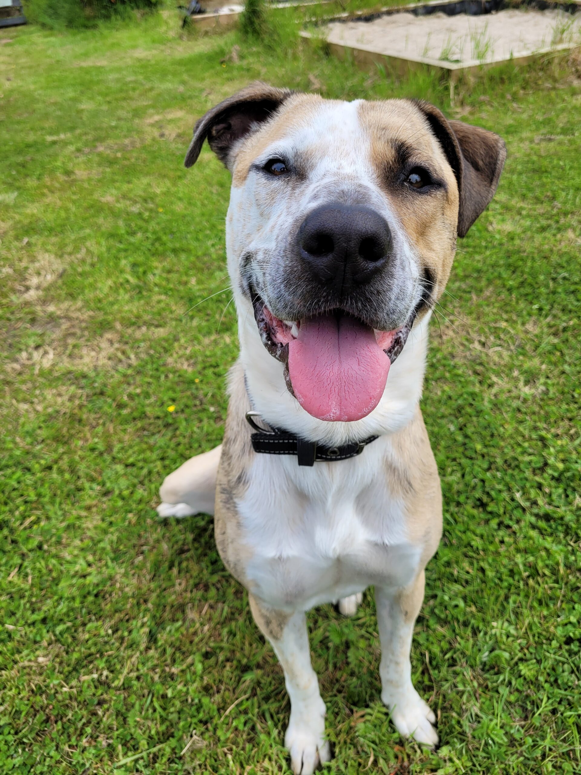 Rehome dogs | Ferne Animal Sanctuary