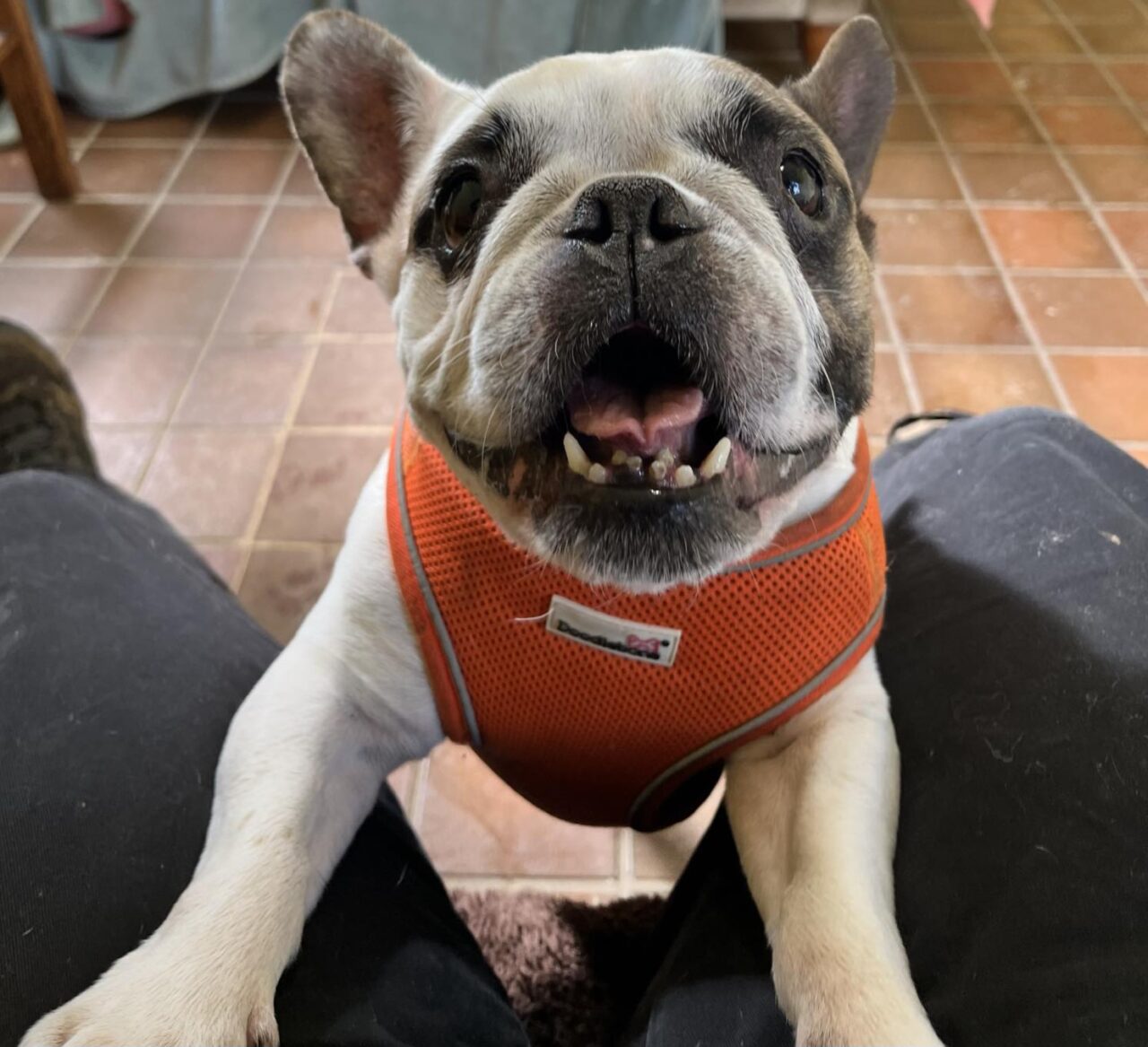 Rehome dogs | Ferne Animal Sanctuary