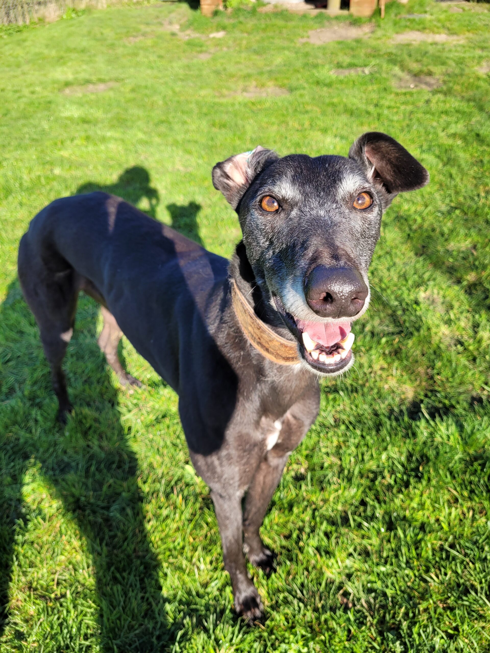 Rehome dogs | Ferne Animal Sanctuary