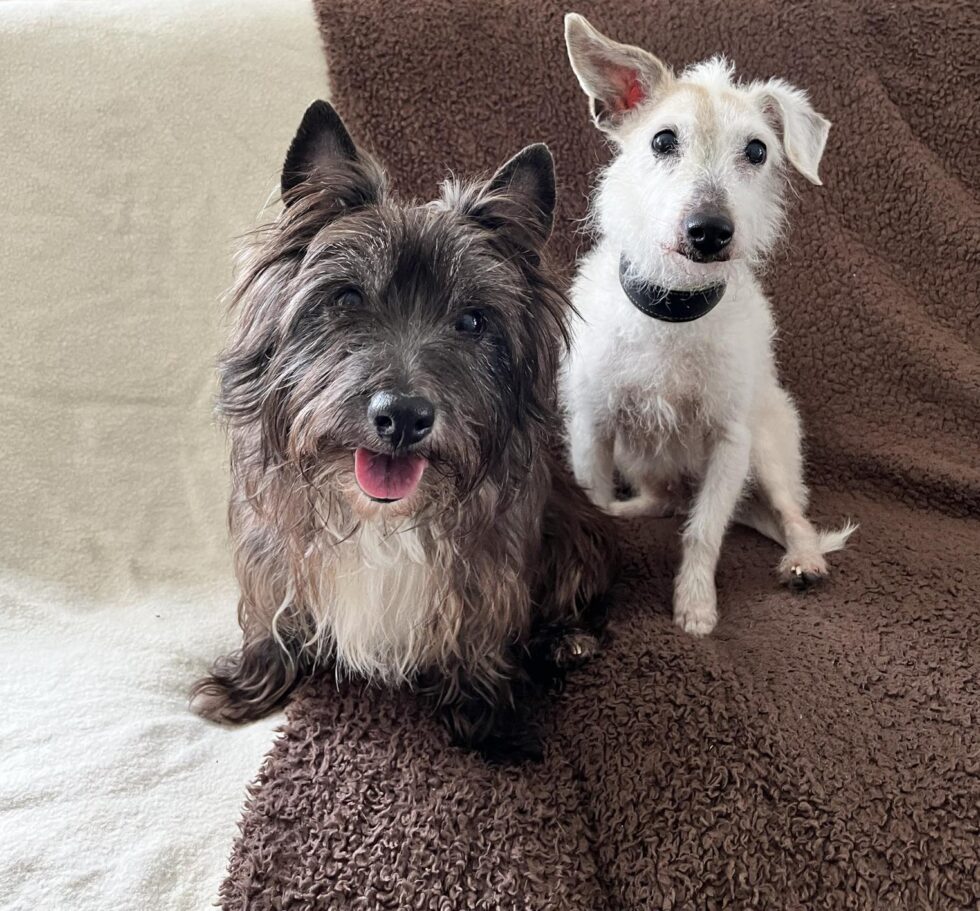 Rehome dogs | Ferne Animal Sanctuary