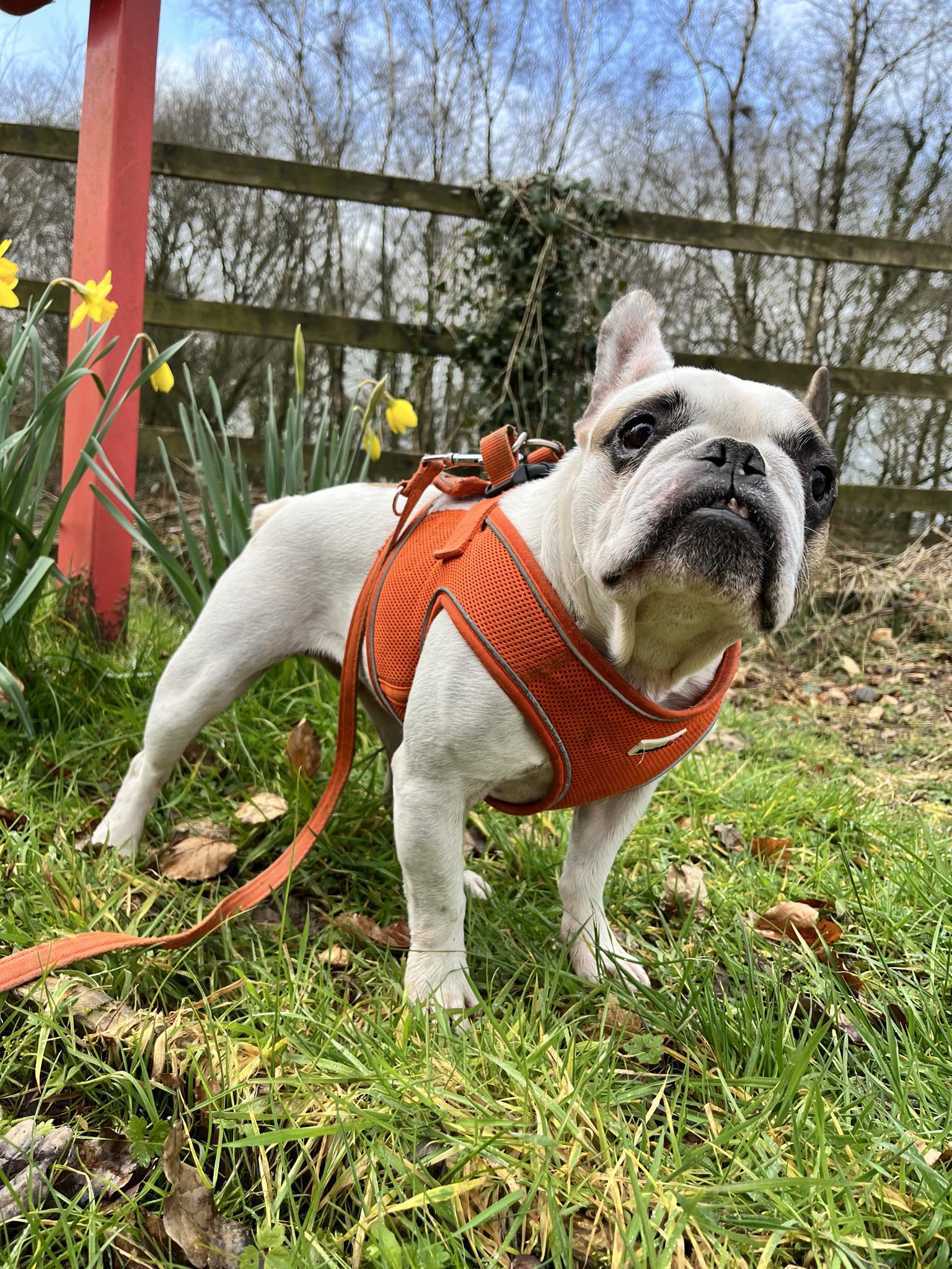 Rehome dogs | Ferne Animal Sanctuary