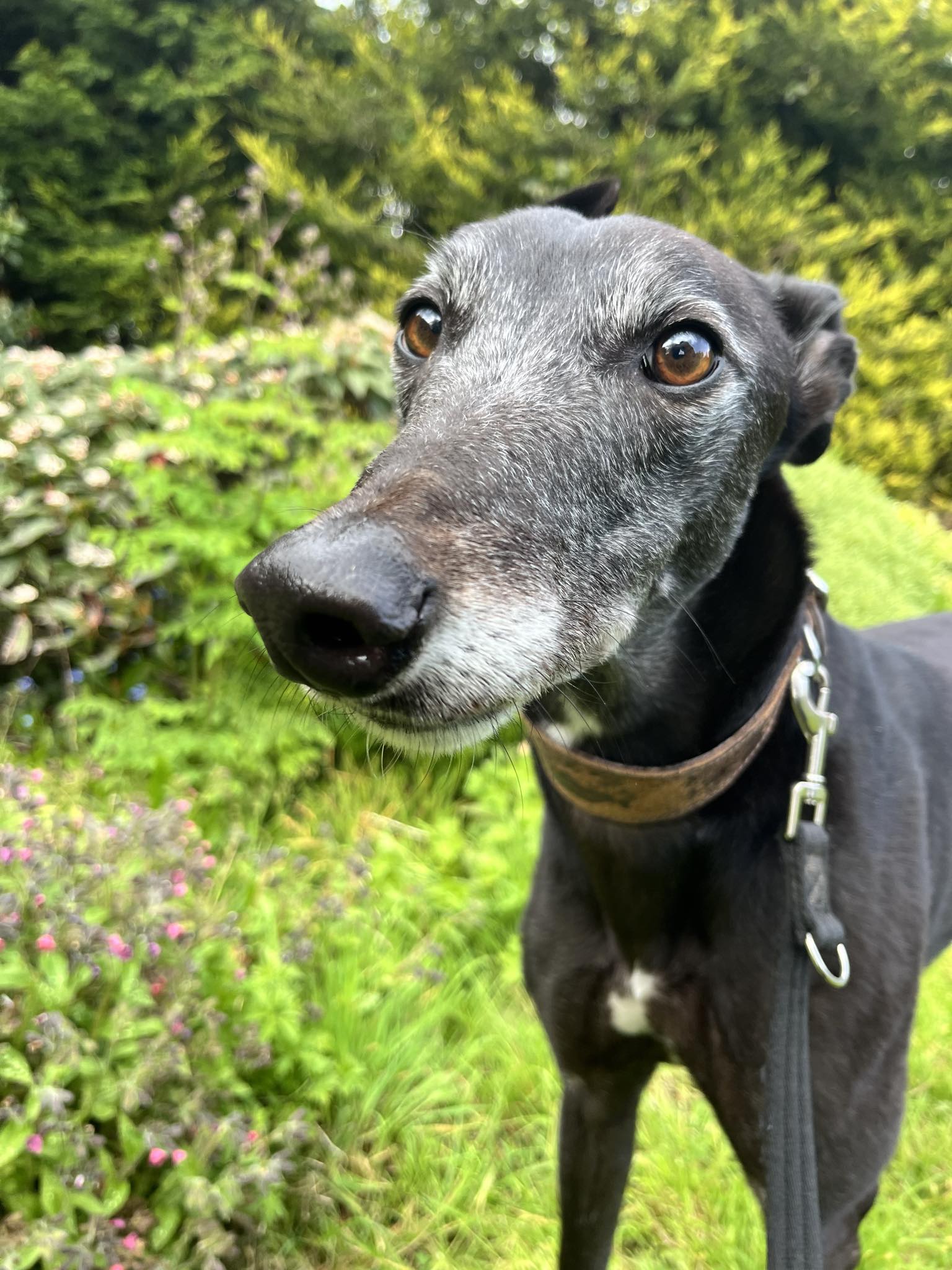 Rehome dogs | Ferne Animal Sanctuary