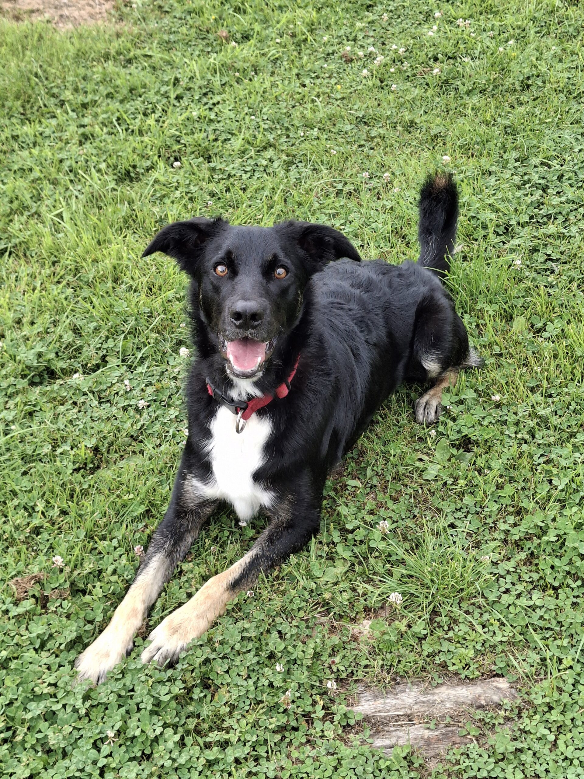 Rehome dogs | Ferne Animal Sanctuary