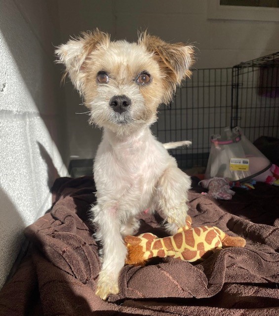 Rehome dogs | Ferne Animal Sanctuary