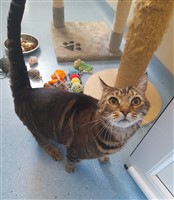 Rehome cats | Ferne Animal Sanctuary