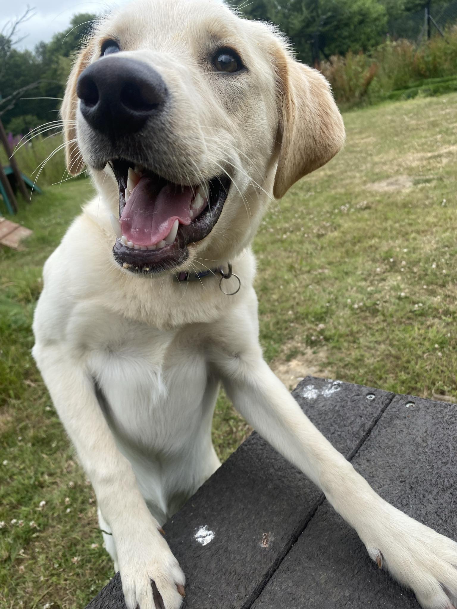 Rehome dogs | Ferne Animal Sanctuary