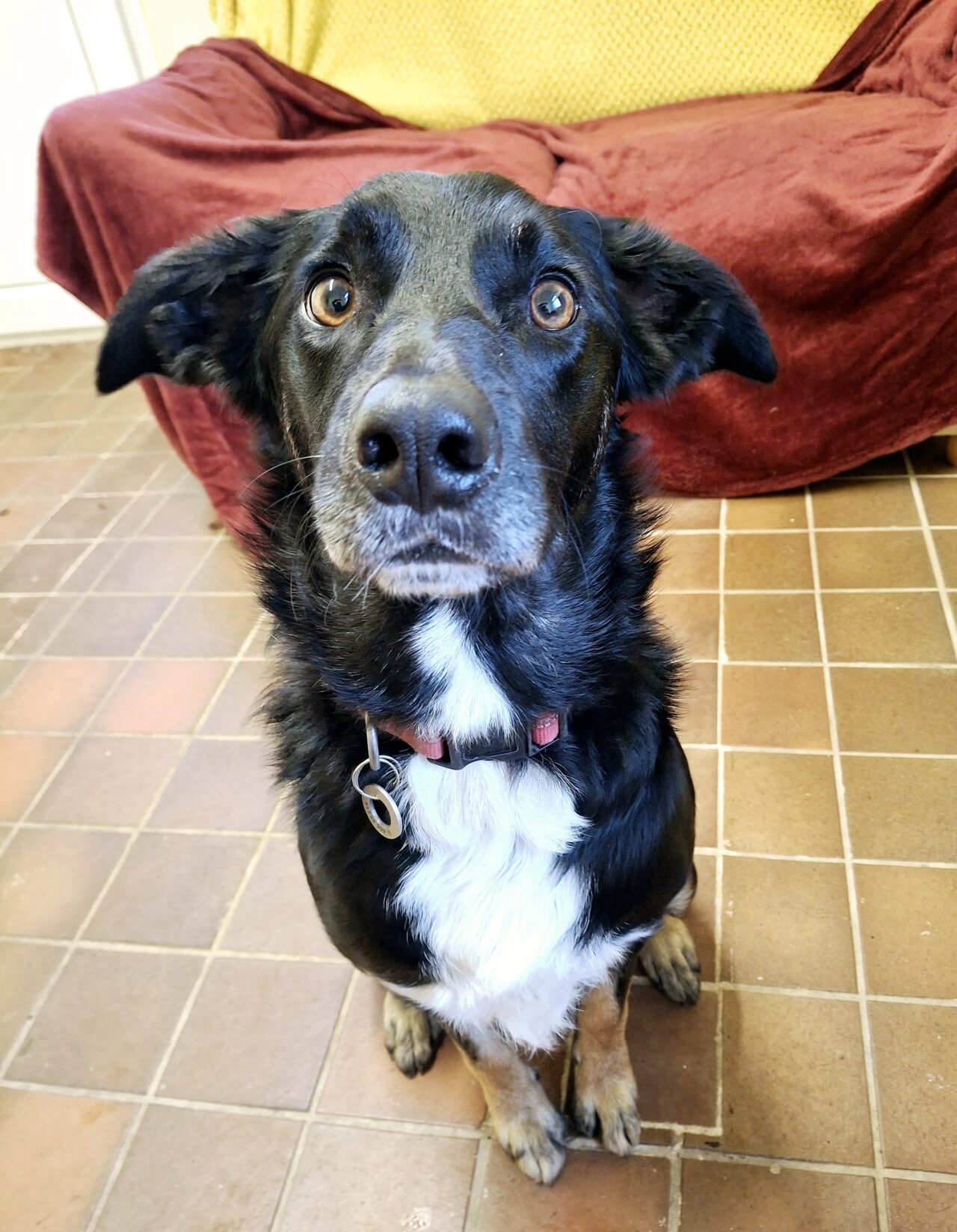 Rehome dogs | Ferne Animal Sanctuary